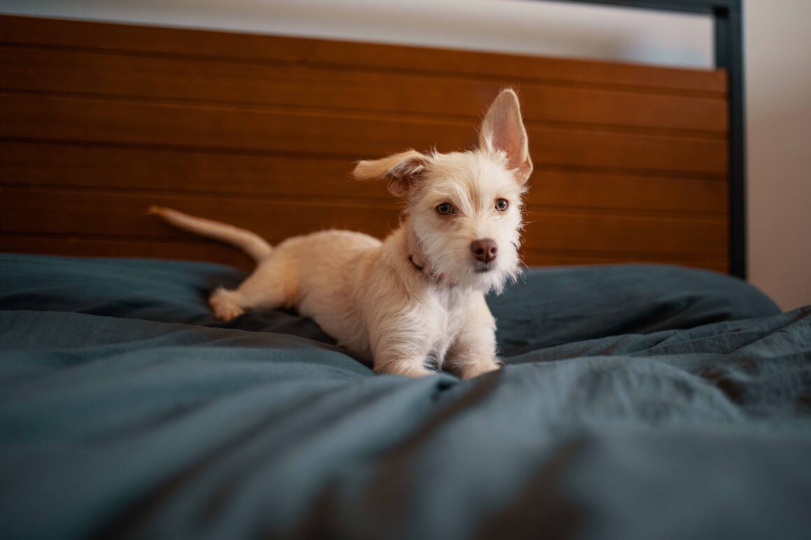 Why Does My Dog Wake Me Up in the Middle of the Night? - Dogtelligent